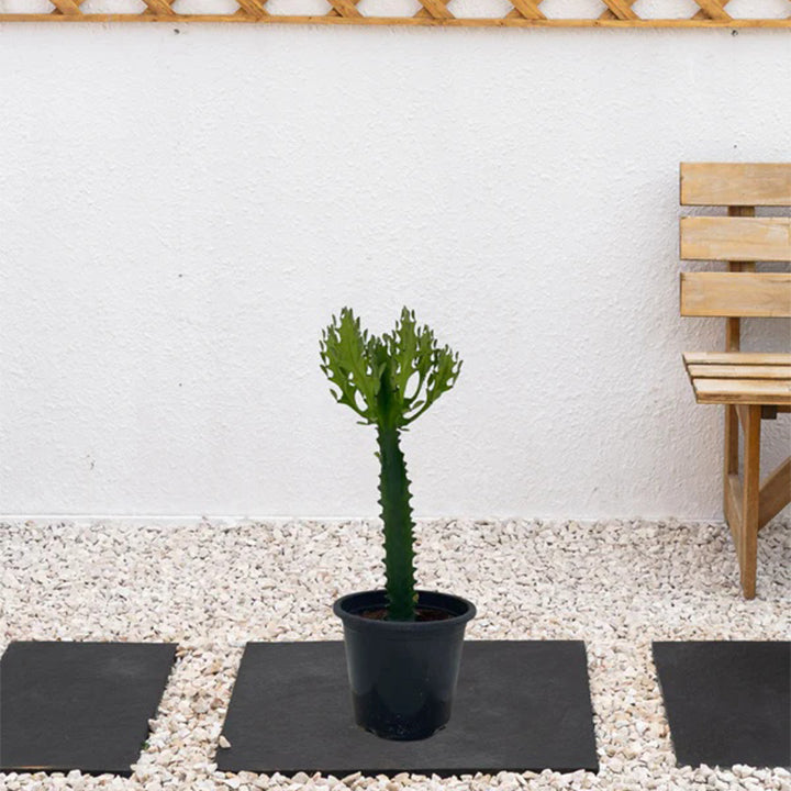 Candelabra Cactus – Plants House