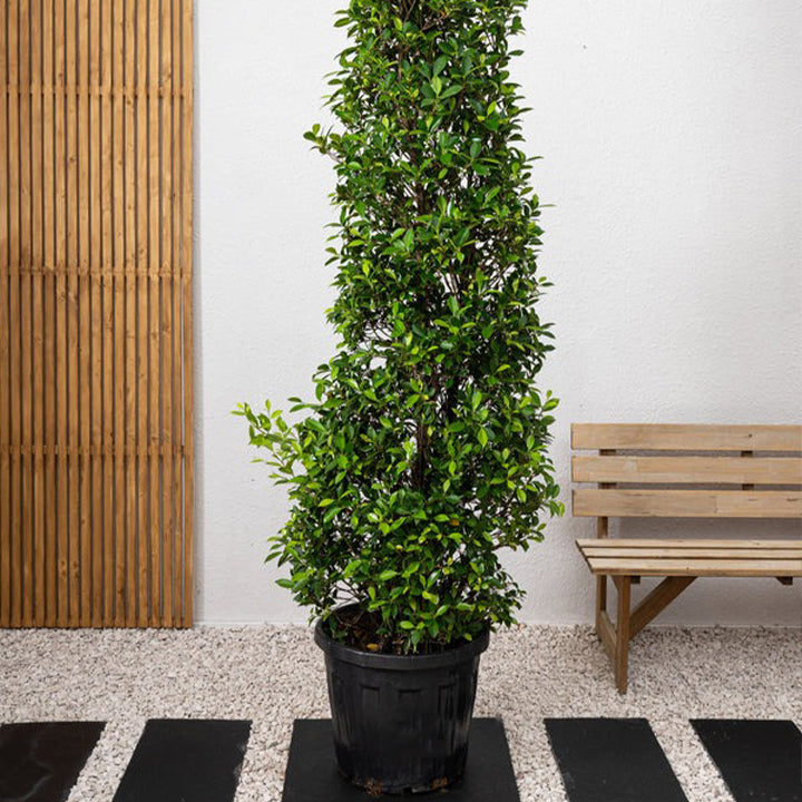 Ficus Nitida Cone (Ficus Nitida) – Plants House